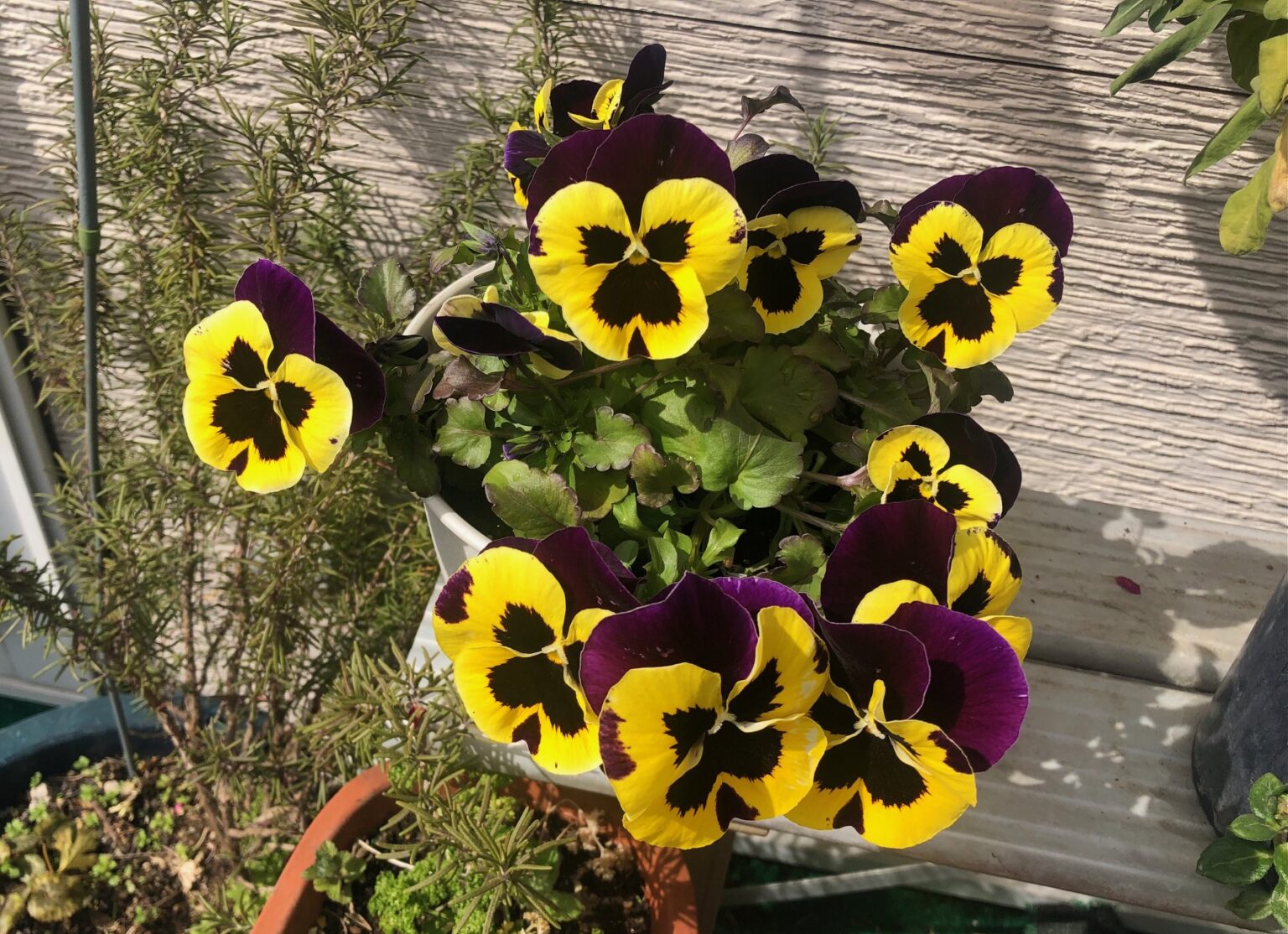 パンジーから学ぶ 1 - KEEP ON SMILING